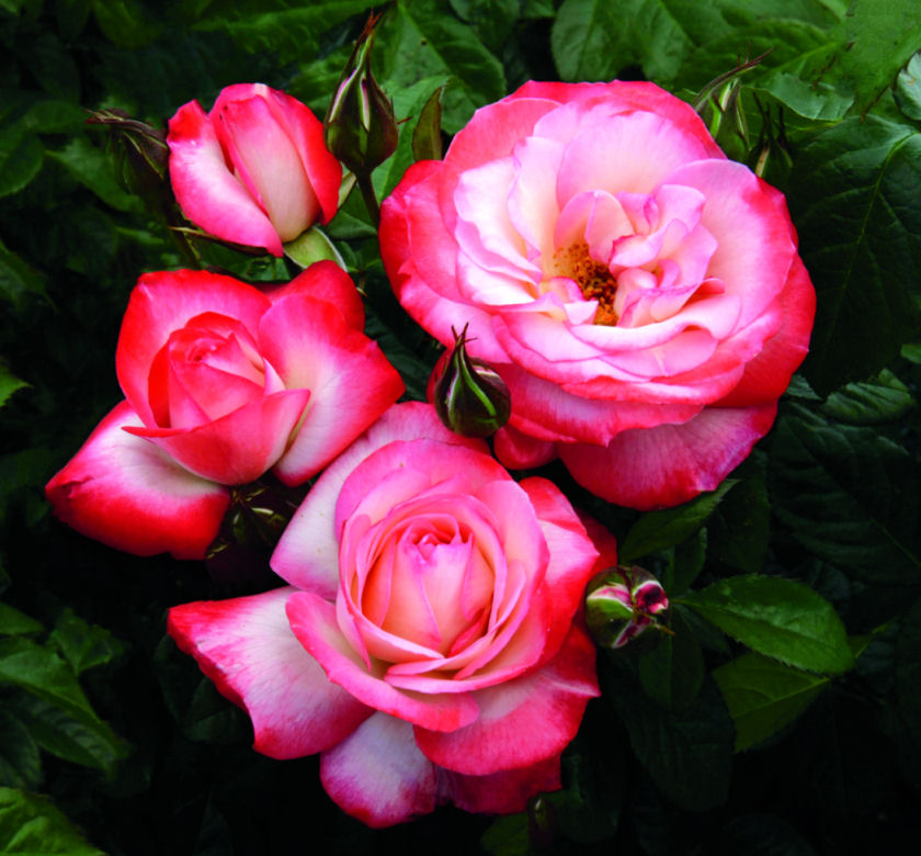 Coretta Scott King™ Rose Natorps Online Plant Store